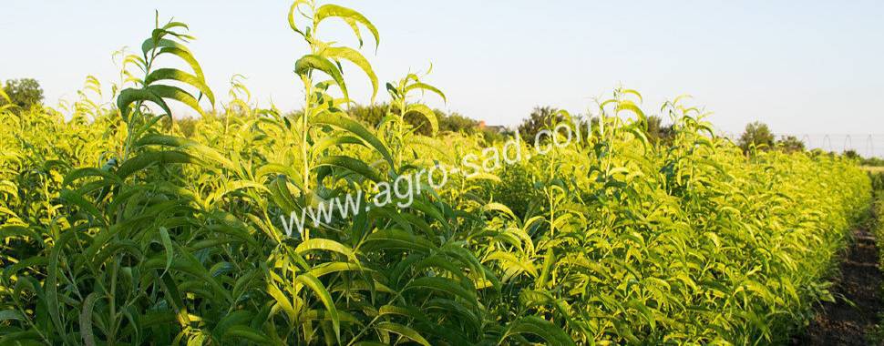 Юрий Ковальчук - Агро Сад