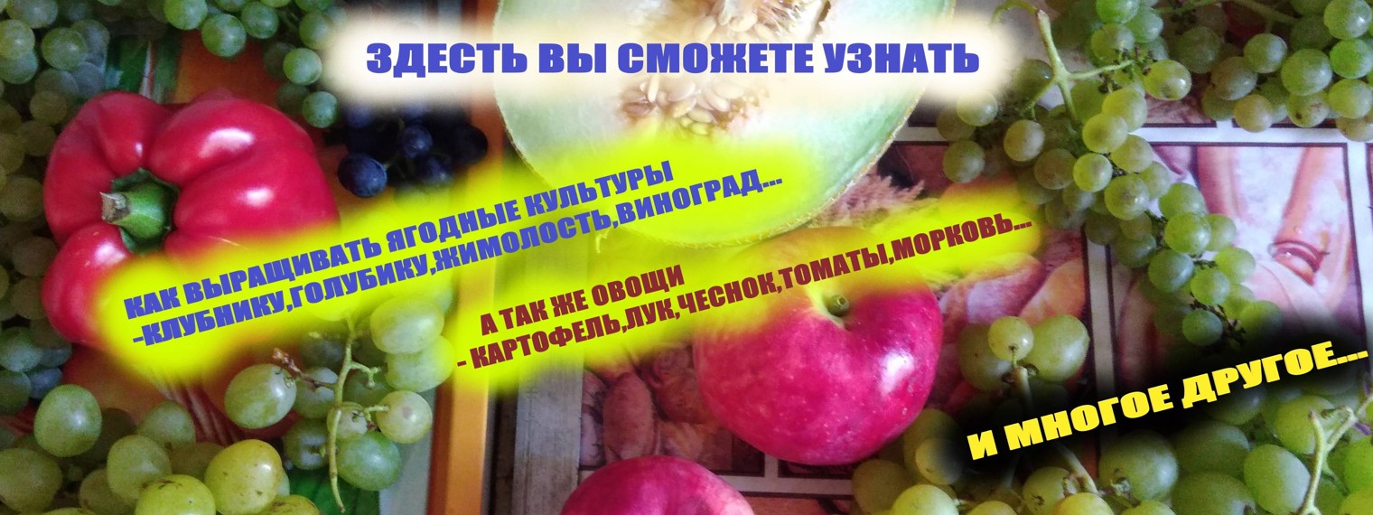 Мой огород - моё богатство.ЯГОДЫ ФРУКТЫ ОВОЩИ