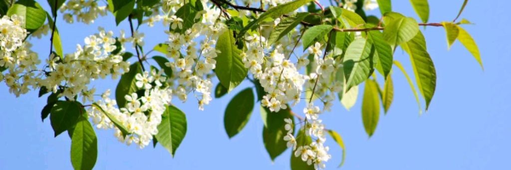 Светлана Камаева