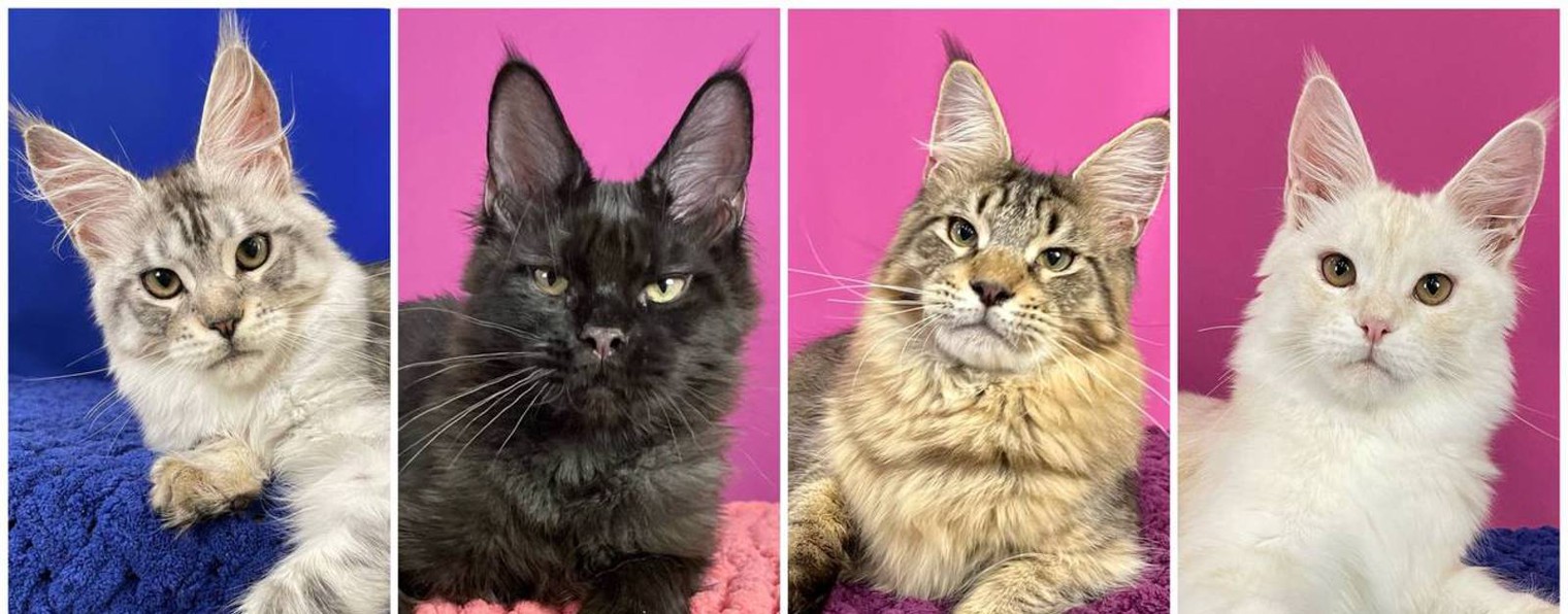 Питомник мейн-кунов Iron Claw  в г.Ставрополе