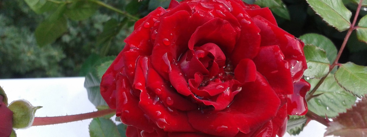 Елизавета Лаптева