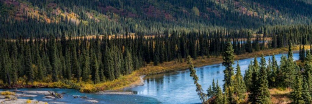 Мясоед Денис