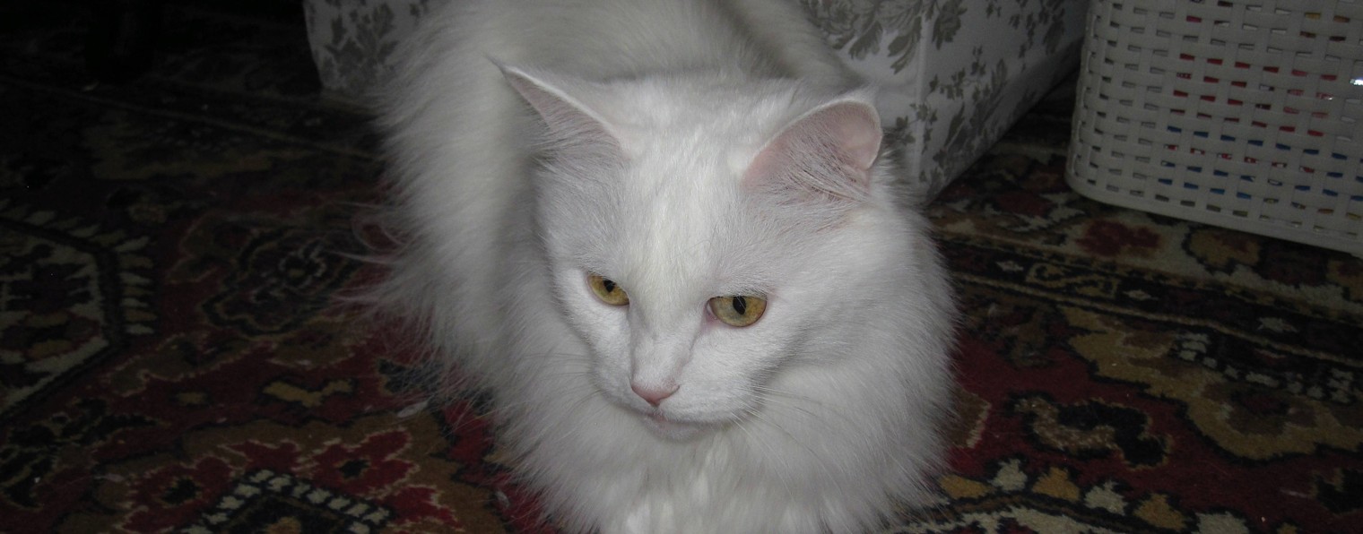 Руся и Муся