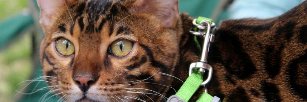 Бенгальчики