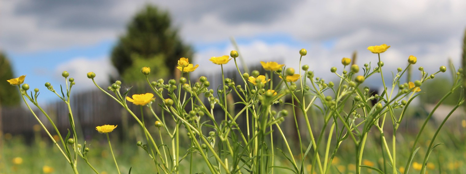 Деревенский край