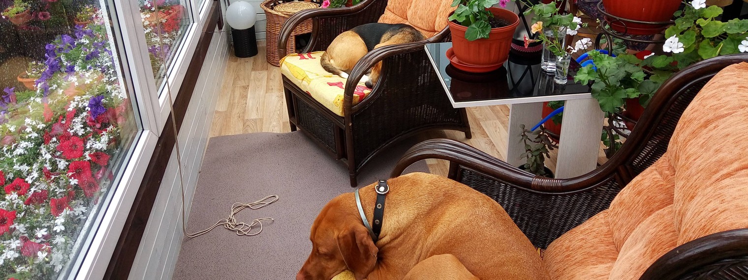 Собаки Джек и Айка