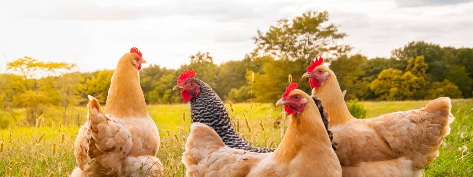 Умный курятник 2.0