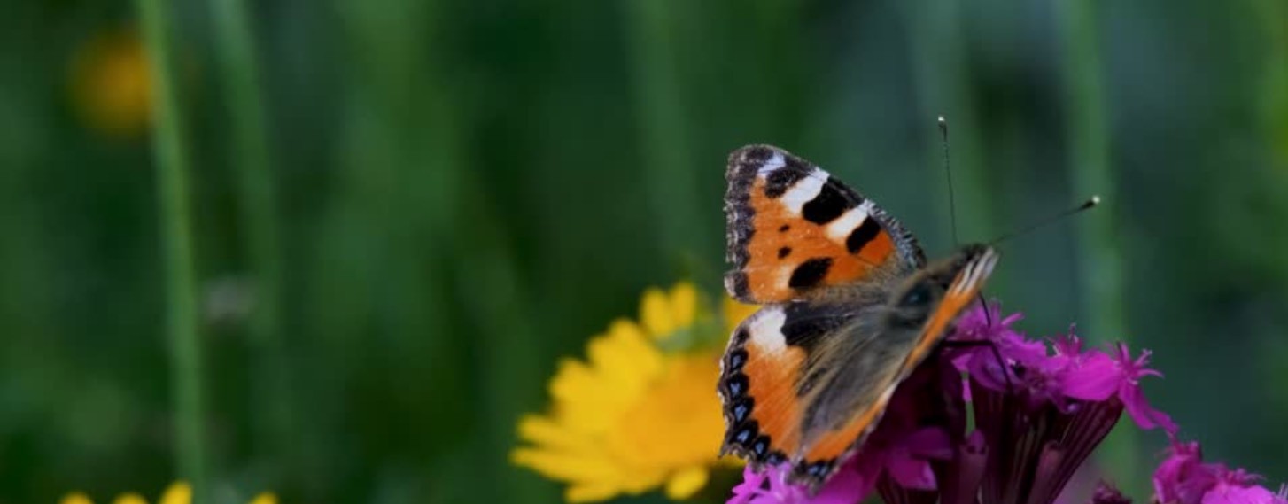 Живые Бактерии