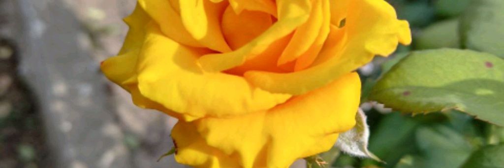 Котострофа