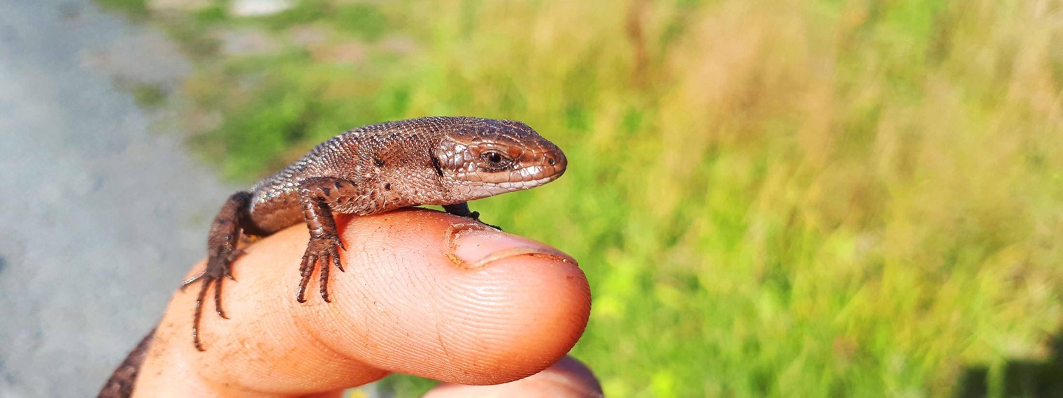 Отец Пигидий