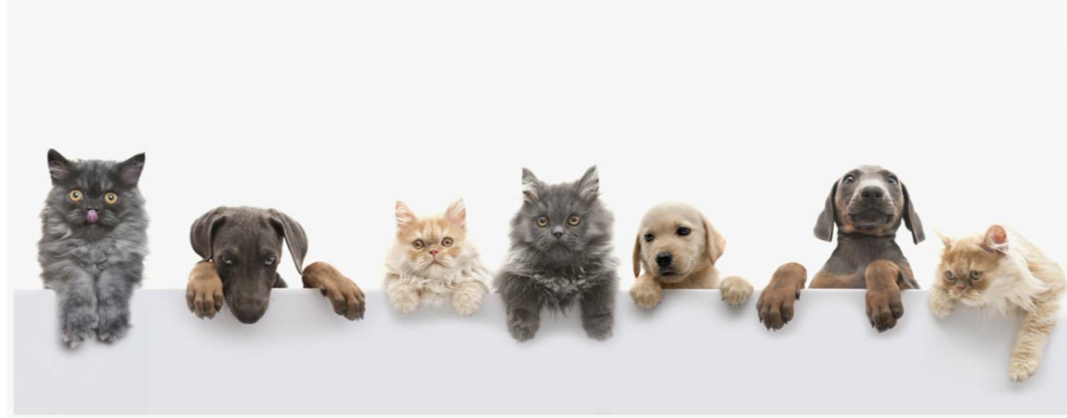 Животные в Объективе