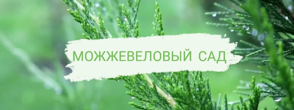 ?МОЖЖЕВЕЛОВЫЙ САД?