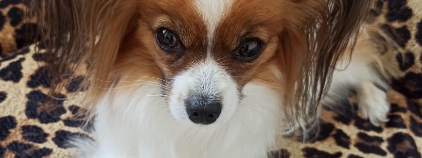 Буся папийон