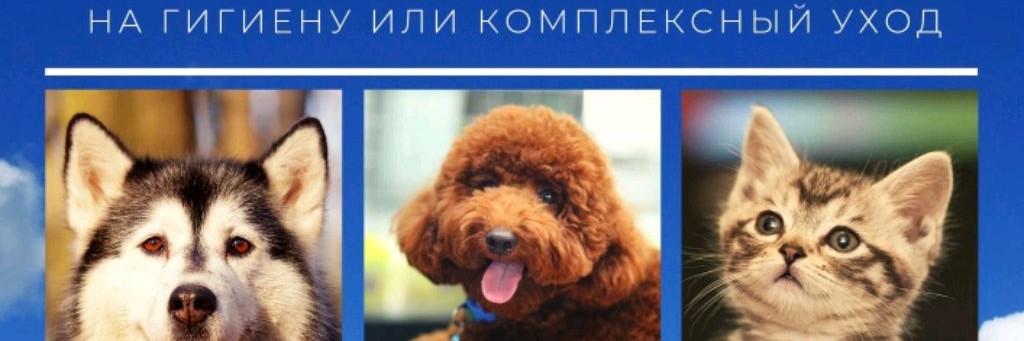 FashionPets