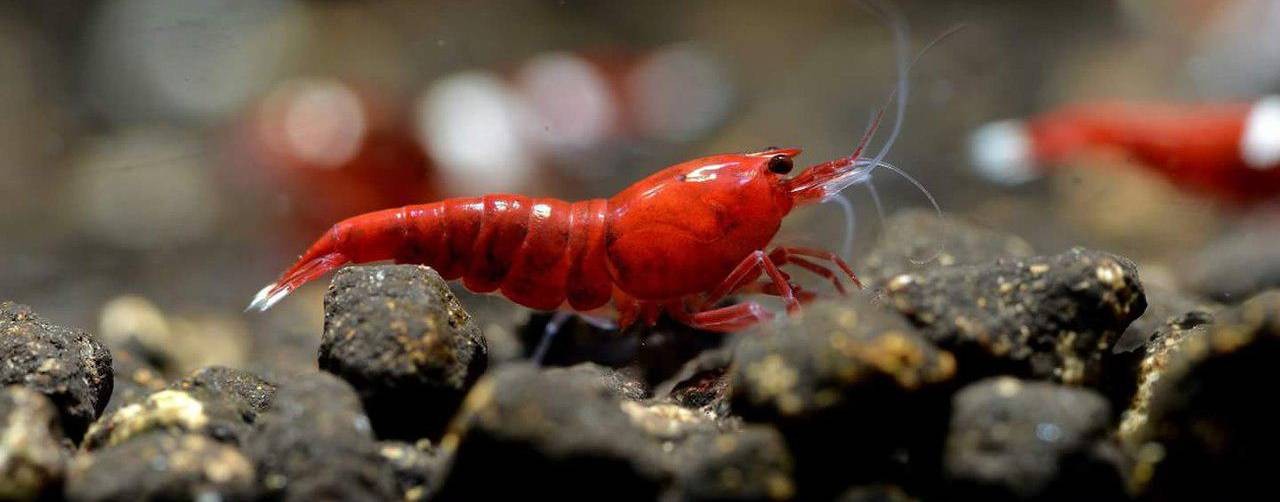 аквариумные креветки:)