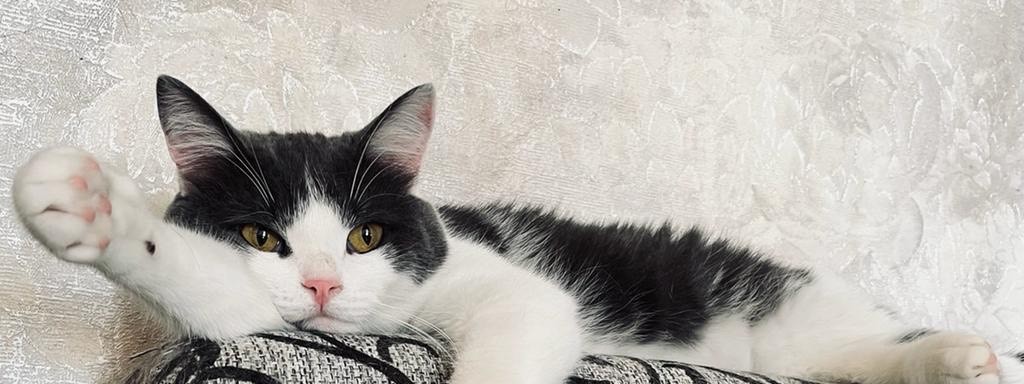 ТЁМИК. РОЗОВЫЙ. НОС.