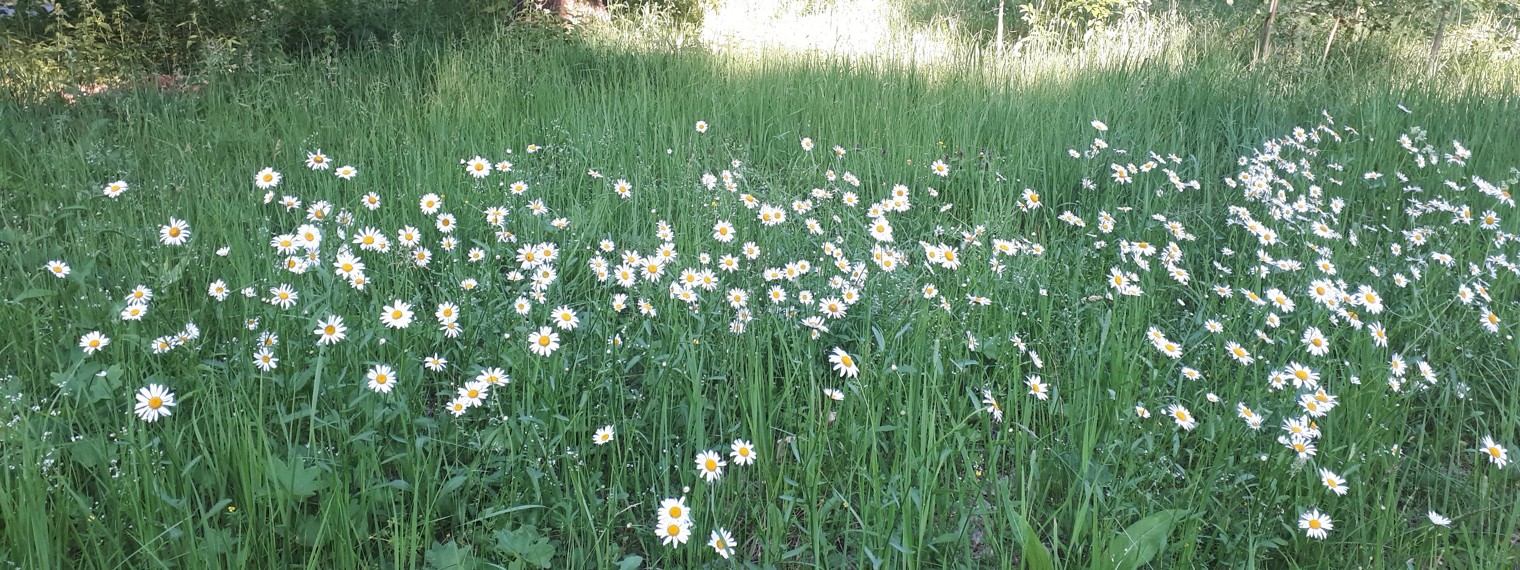 Елена Буравцова Жизнь Цветов