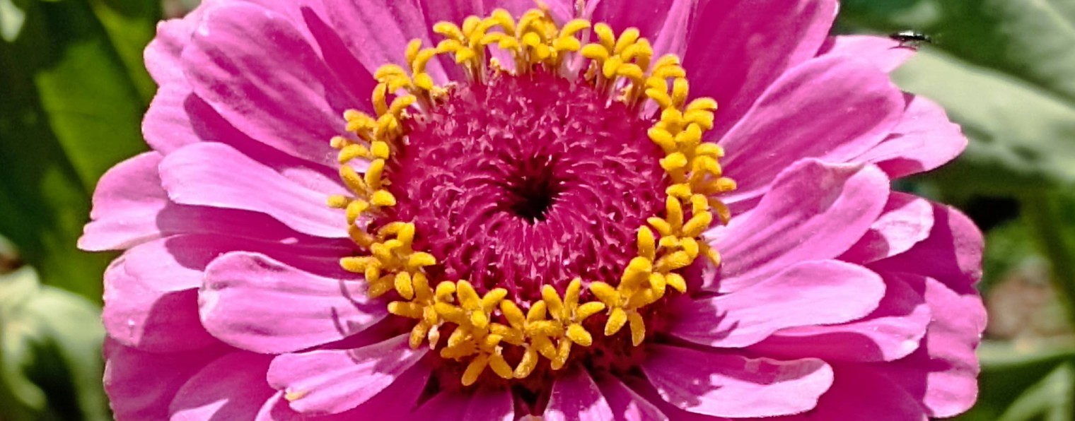 ,, наша дача,,