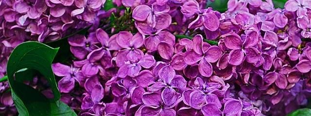 Верочка Татаринова