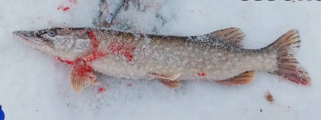 Cообщество рыболовов