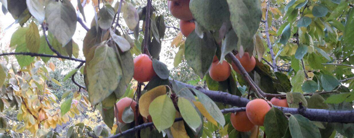 Наша жизнь в Узбекистане