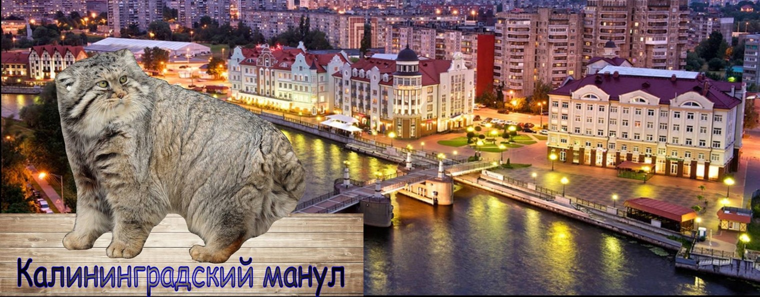 Калининградский манул