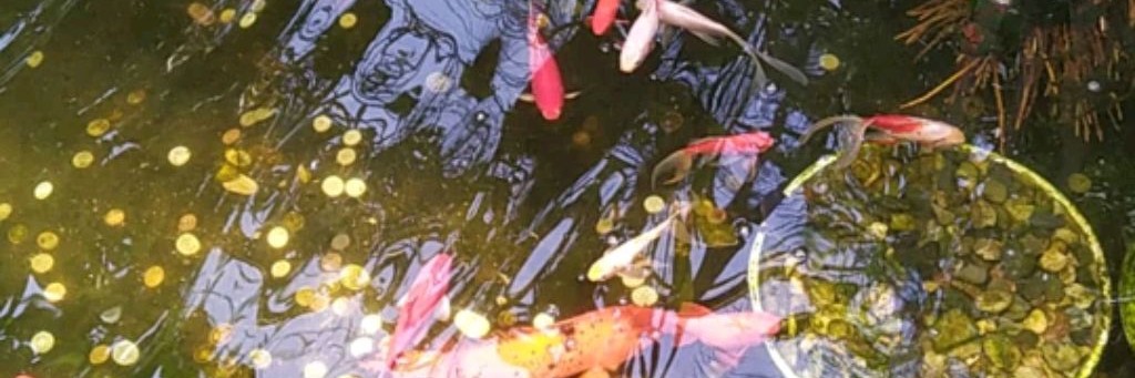 Серебряный Феникс