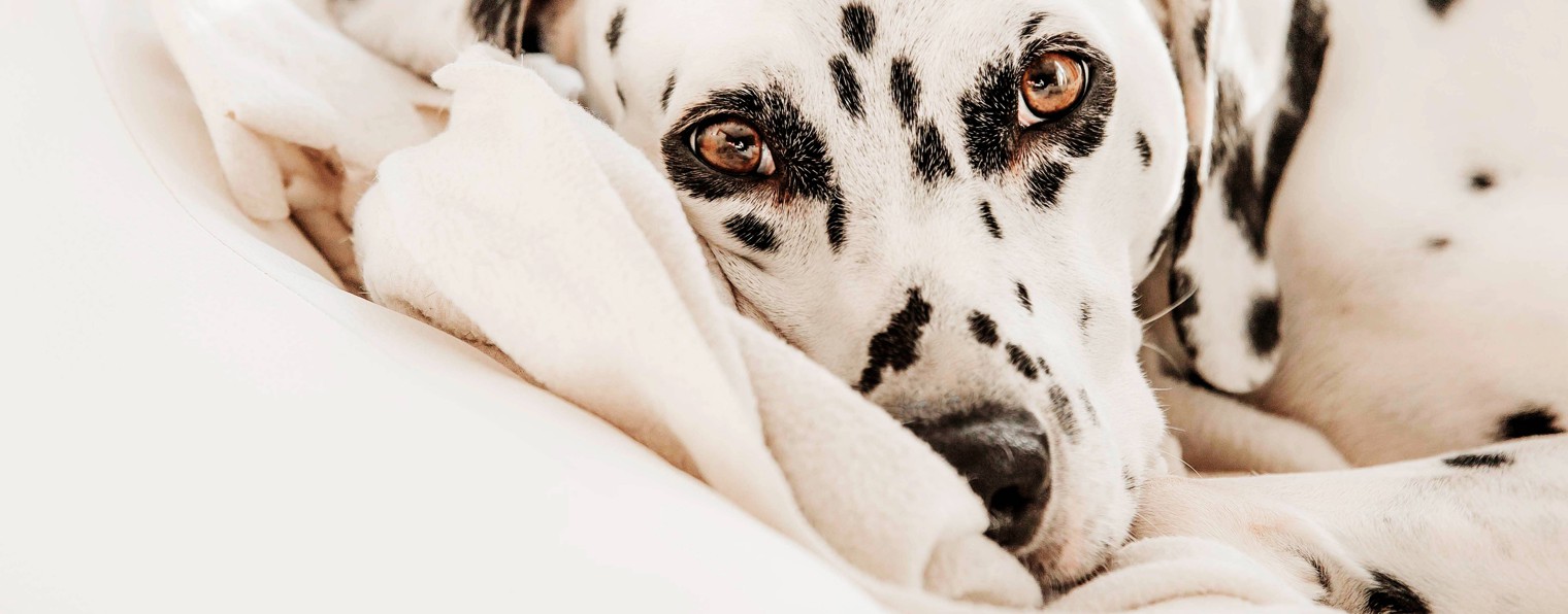 Сеть химчисток "Главхимчистка"