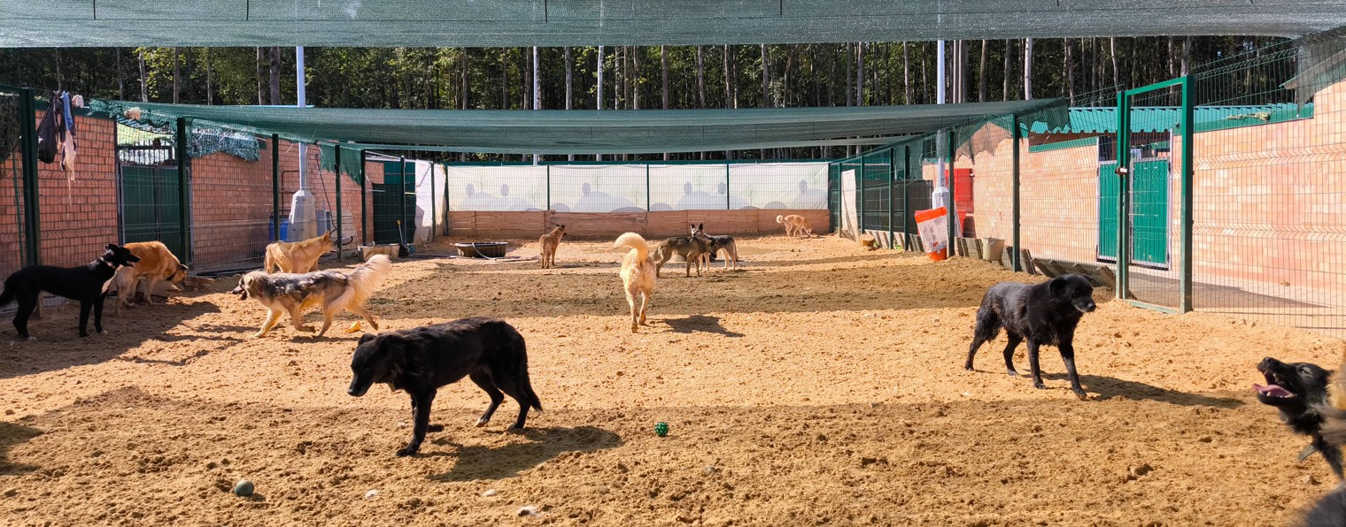 Тарасик и команда - волонтёрское движение