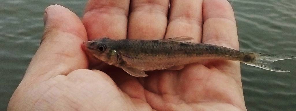 Клёва всем!