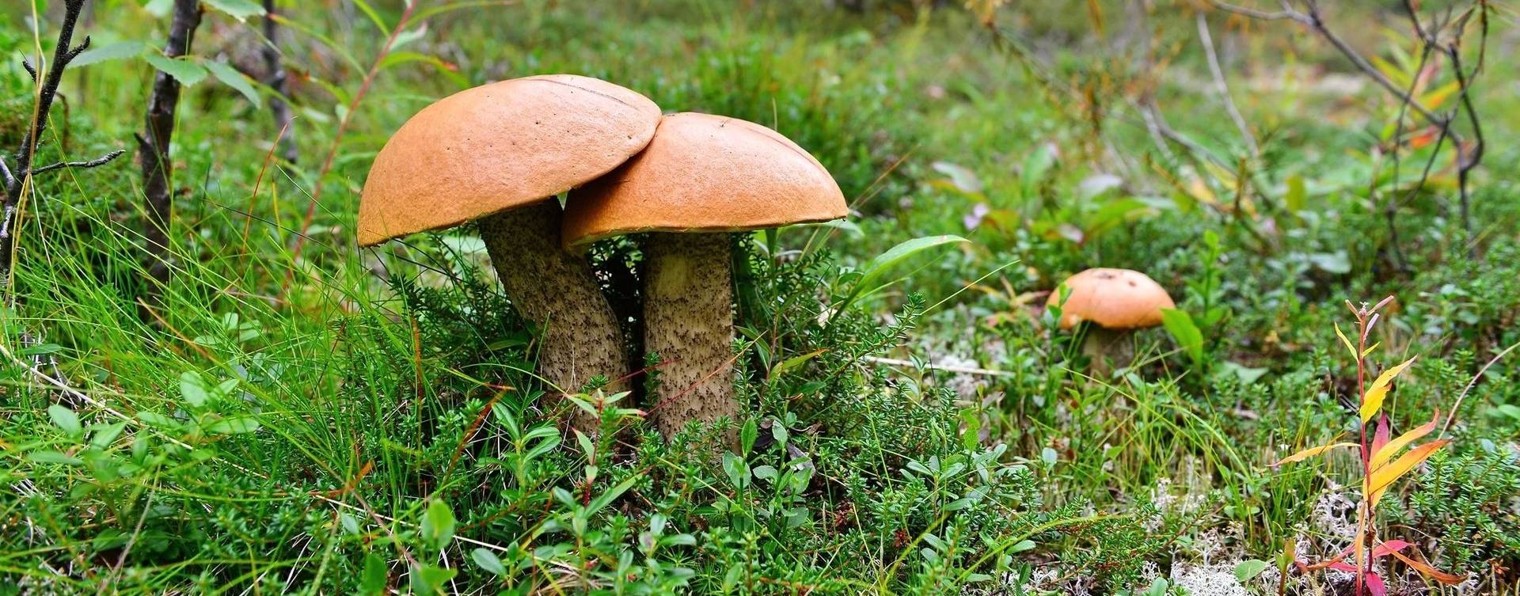 По грибы с Ириной Гончаровой