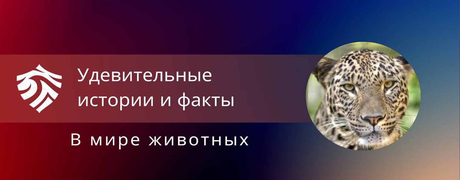 "Интересные истории и факты о животных"