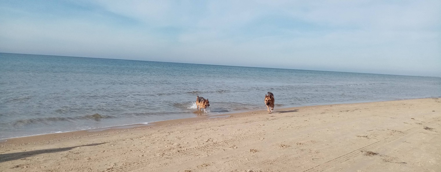 КИНОЛОГ ПРО онлайн школа позитивной дрессировки