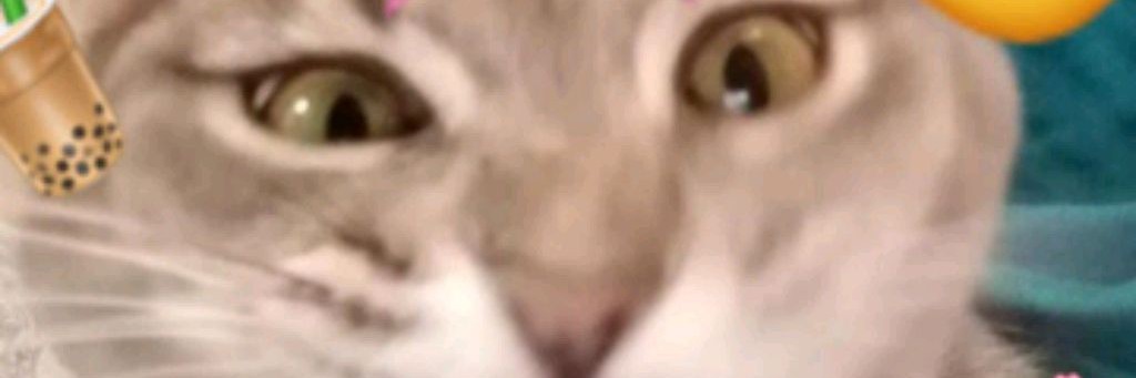 Котики