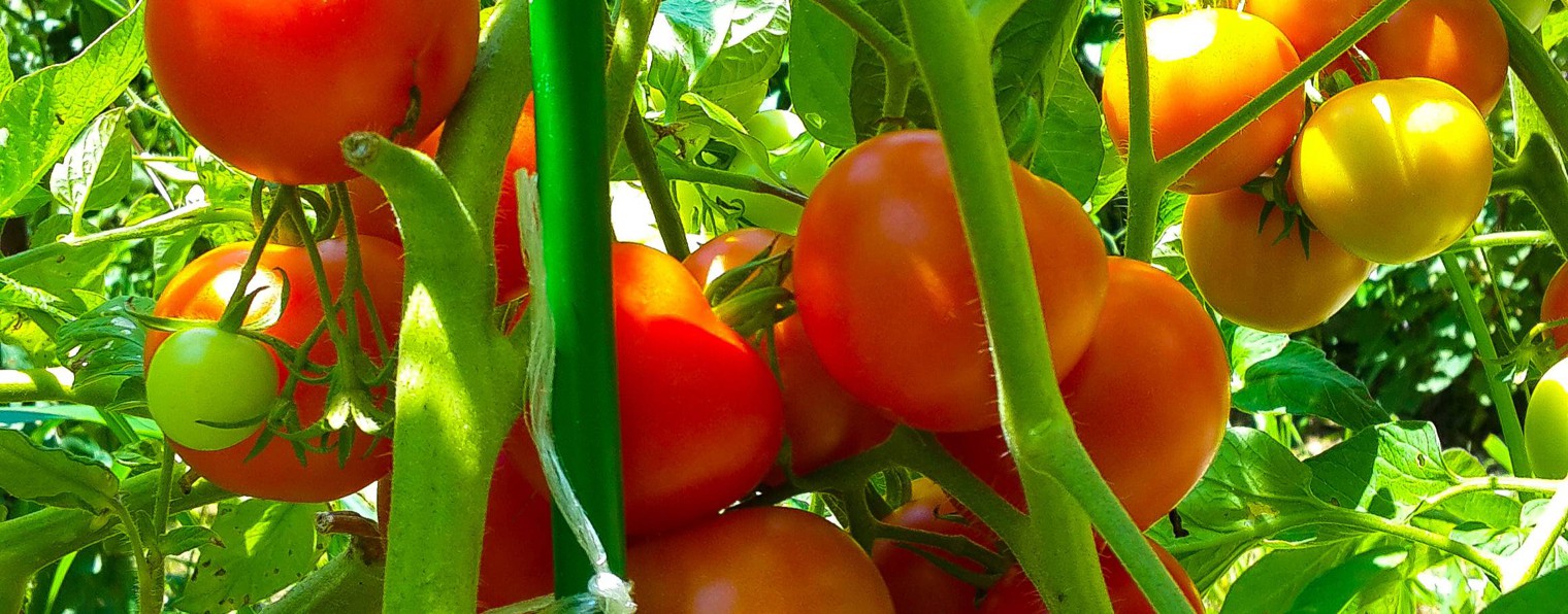 С грядки - к столу