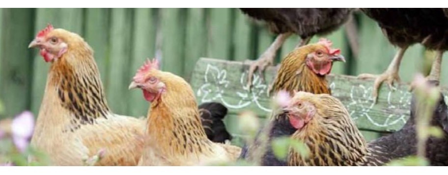 Усадьба в деревне Л и В