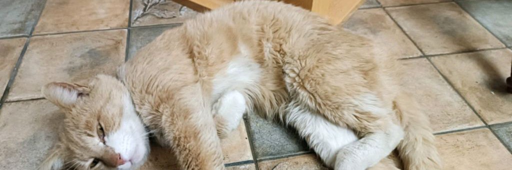 Счастливый кот