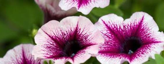 Иркутский цветовод