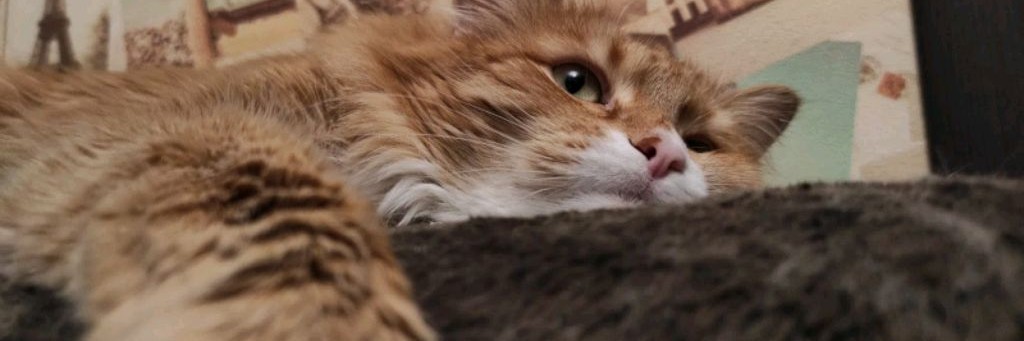 Татьяна Миронова