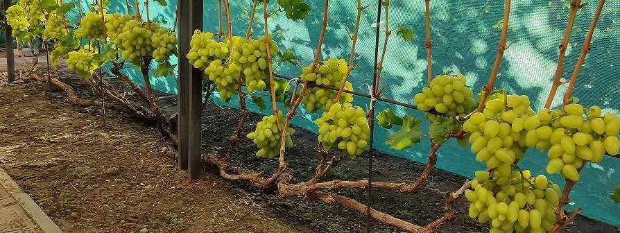 Виноградник Татьяны Китаевой