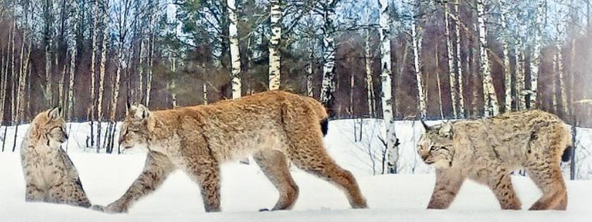 Заповедник "Керженский"