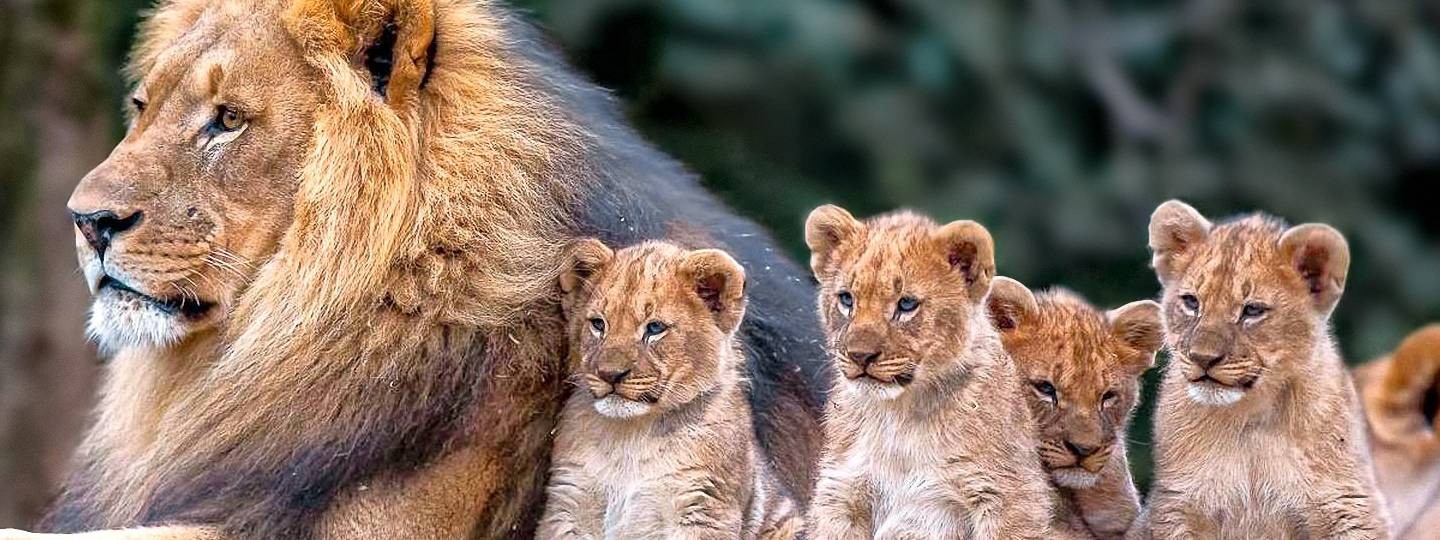 Дикая-природа