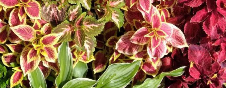 РасСаДаЧка-Чкаловск