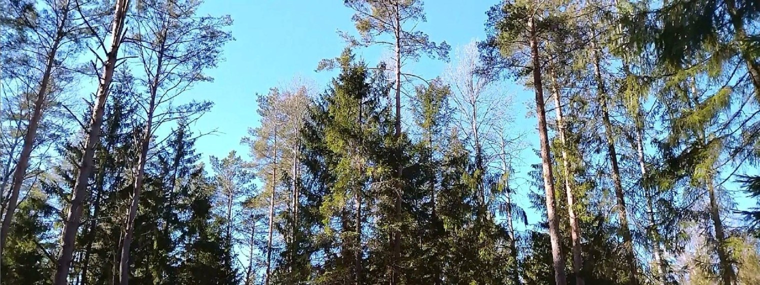 Дачные мотивы