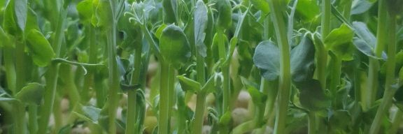green_bean_stv