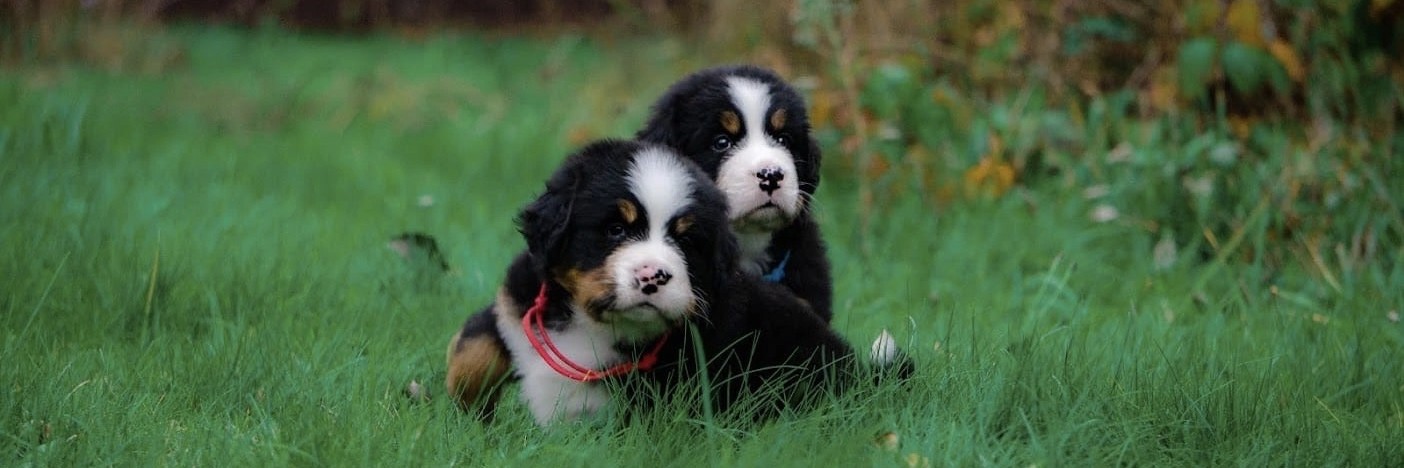 Гордость семьи