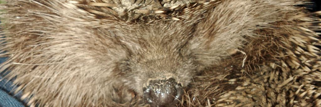 Весёлые пораси