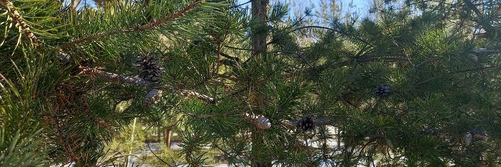 Ягодный Гриболов