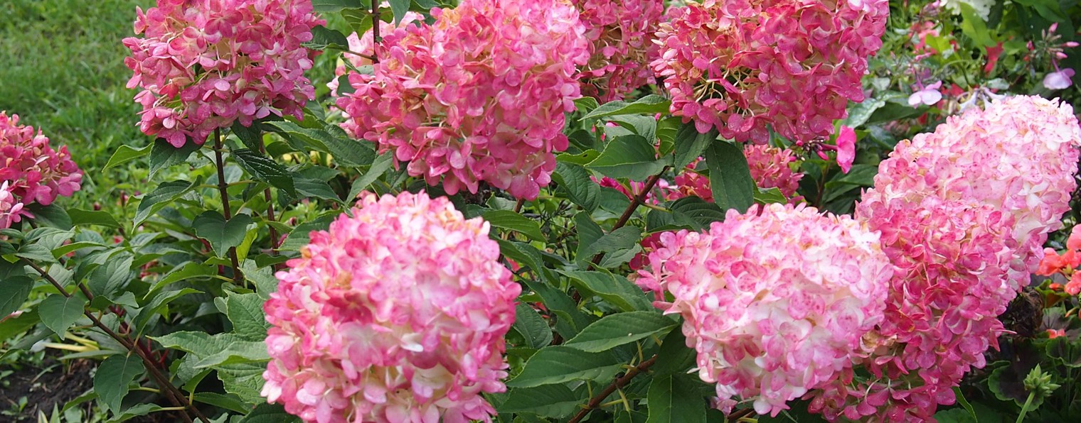 Цветочный дворик на Алтае