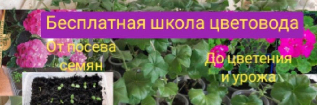Бесплатная школа цветовода